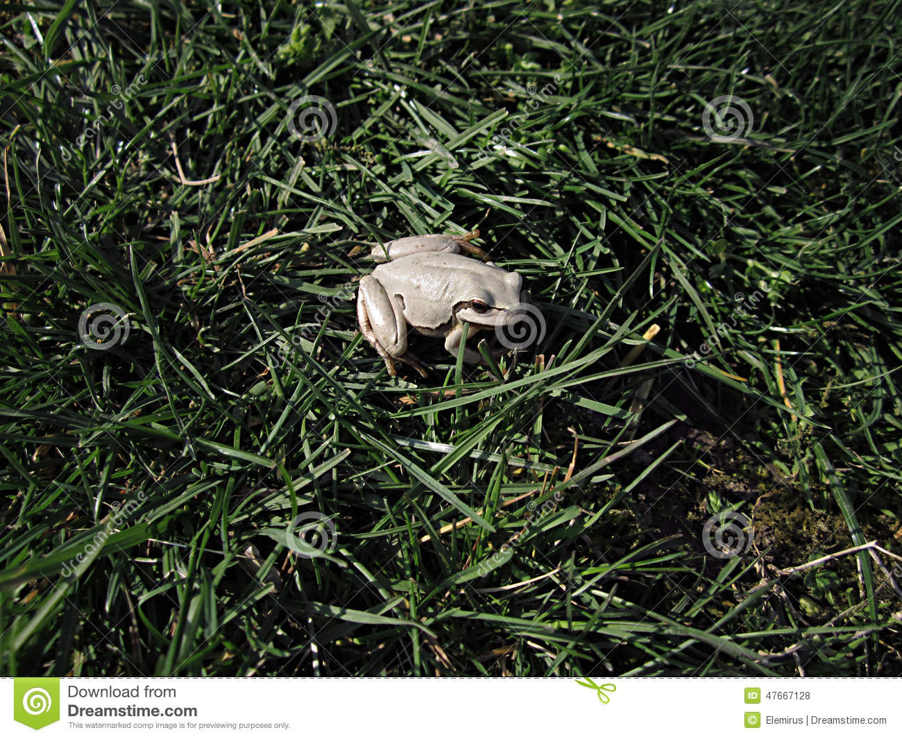 white-frog-small-grass-47667128 - Sky Ranch Sanctuary